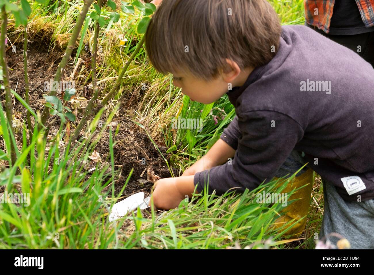 Small child boy 3 yrs putting manure fertilizer on a rose bush plant ...