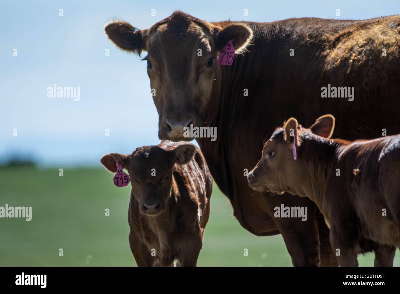 Lark Bunting (Calamospiza melanocorys) from Weld County, Colorado, USA ...