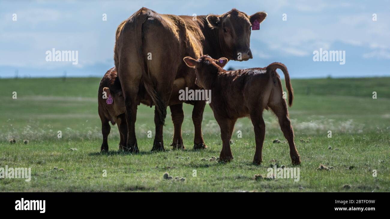 Lark Bunting (Calamospiza melanocorys) from Weld County, Colorado, USA ...