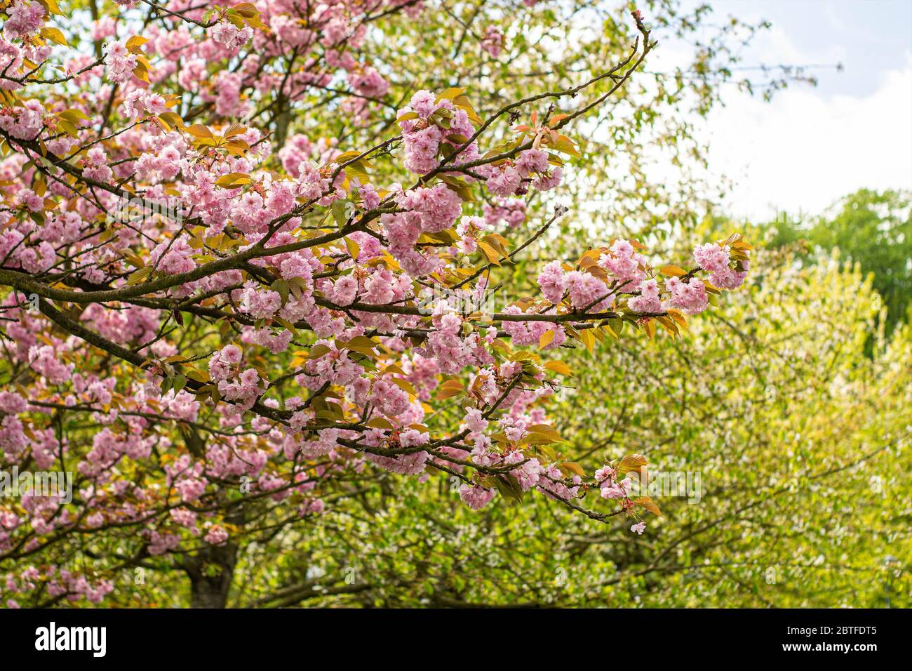 Beauty pink blooming trees hi-res stock photography and images - Alamy