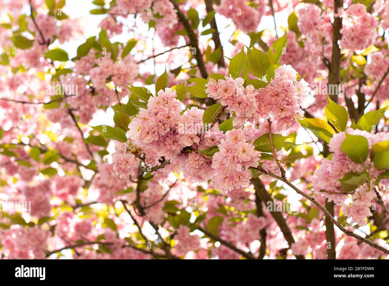 Spring pink blossom close-up Stock Photo - Alamy