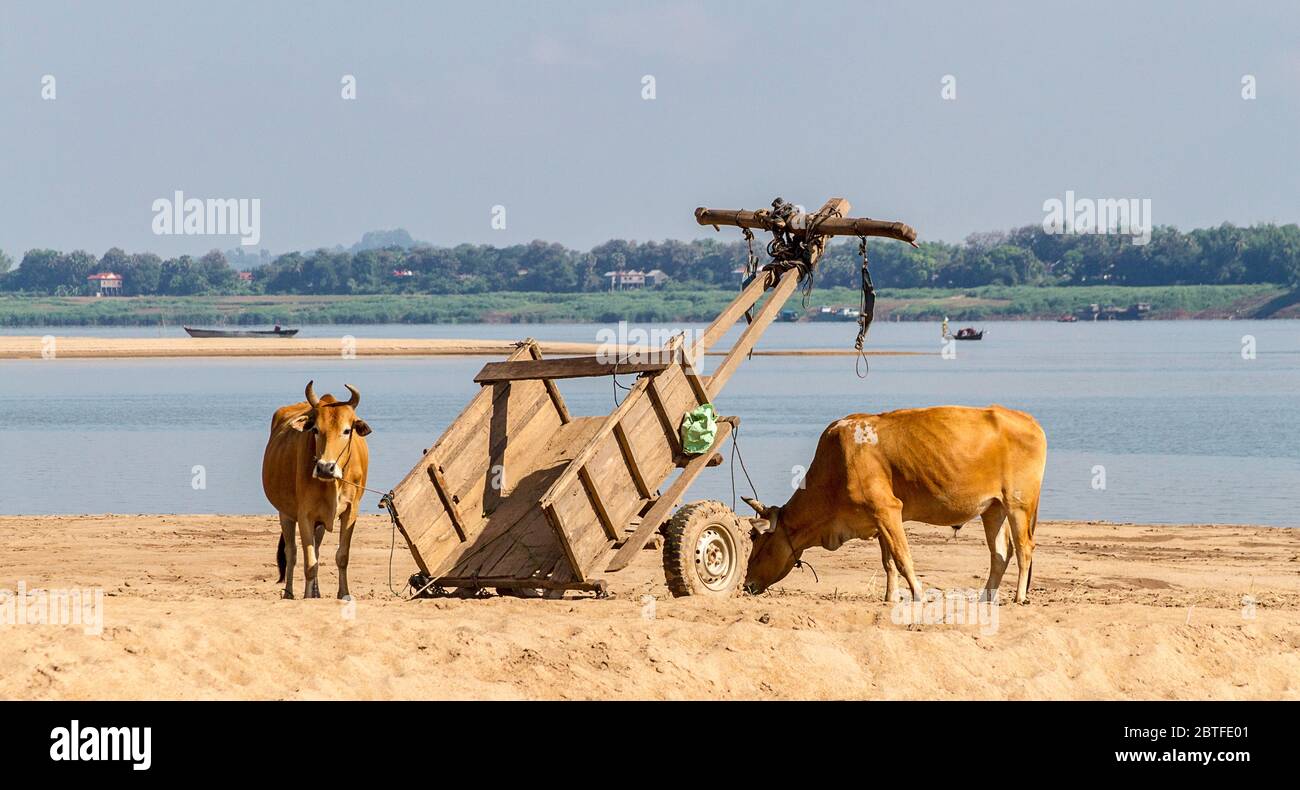 Ox cart cambodia hi-res stock photography and images - Alamy