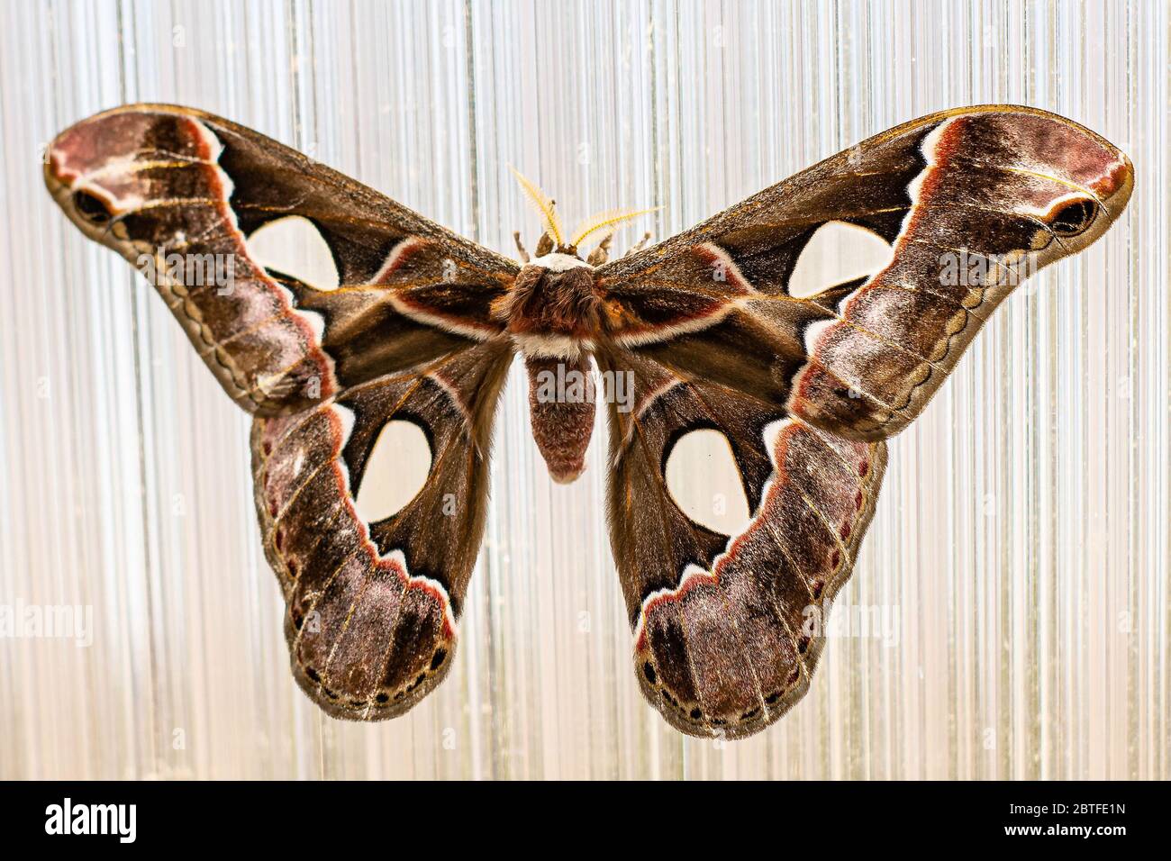 Beauty of brown butterfly macro Stock Photo - Alamy