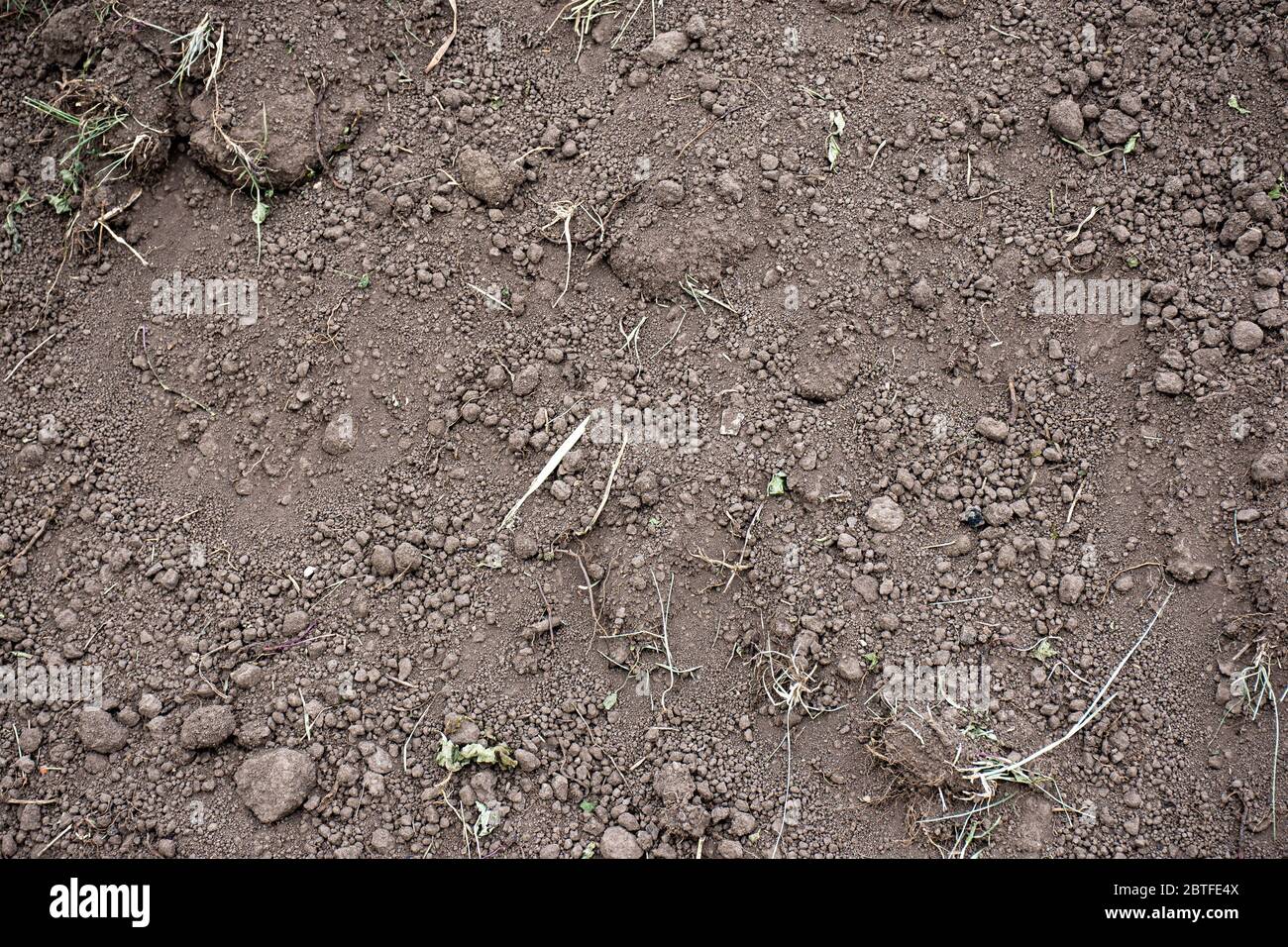 Earthy brown roots hi-res stock photography and images - Alamy