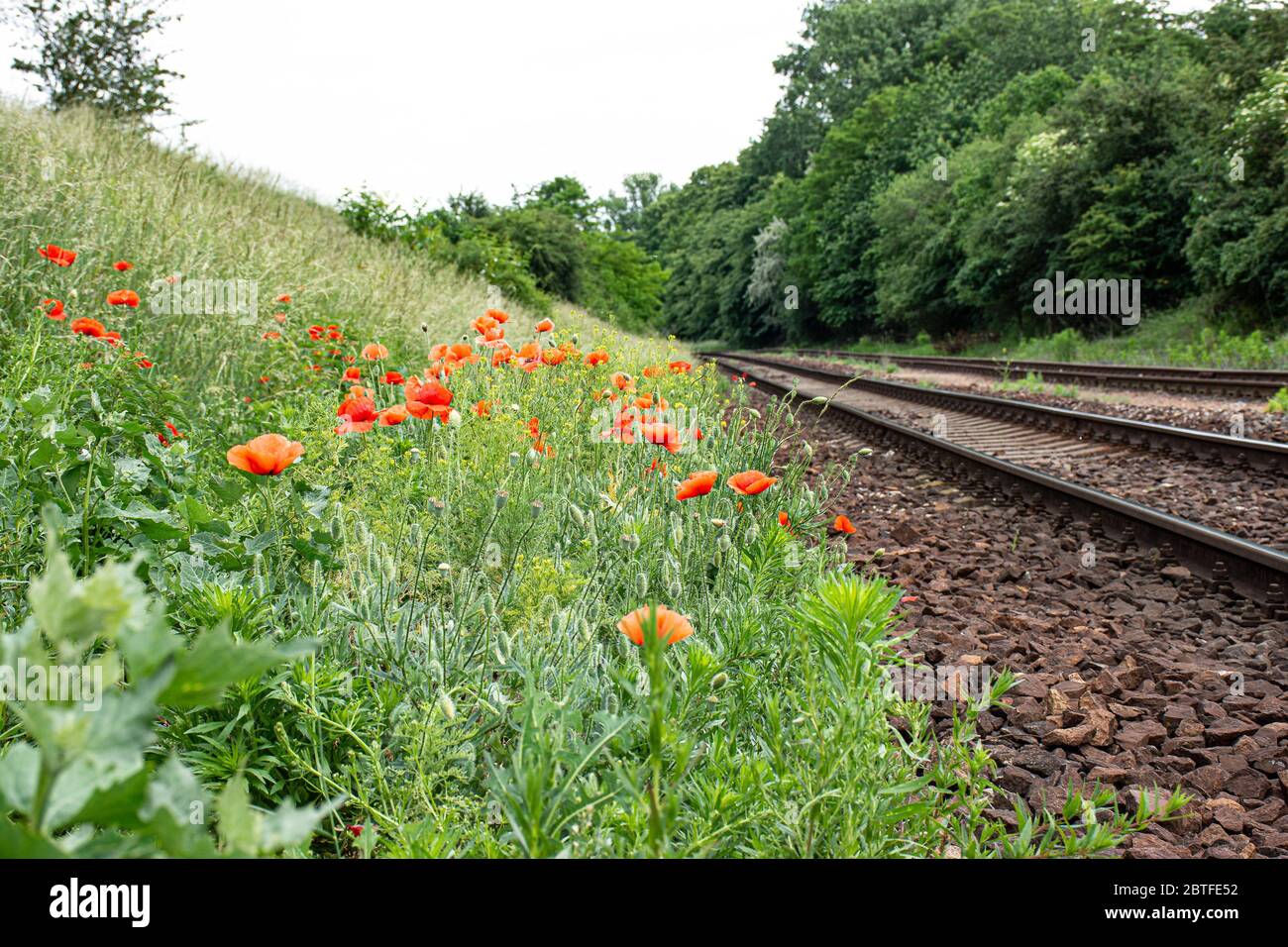 Red poppy flowers and railway track Stock Photo - Alamy