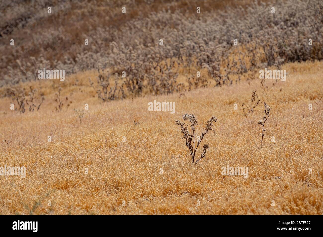 Beautiful along the famous White Owl Canyon trail at Lake Mead, Nevada ...