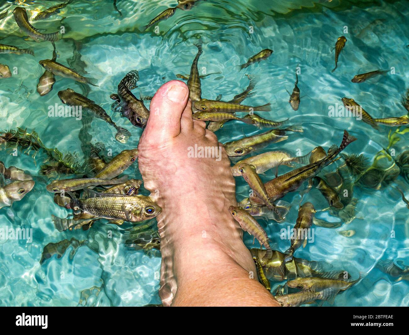 Doctor fish 'massage.' Tiny fish nibble dead skin off a person's feet ...