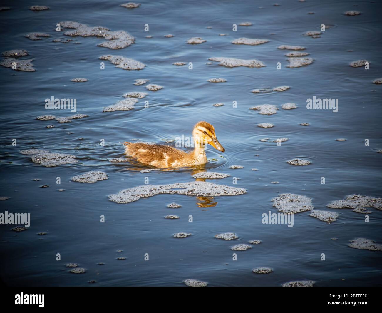 Close up of a young duck at Las Vegas, Nevada Stock Photo - Alamy