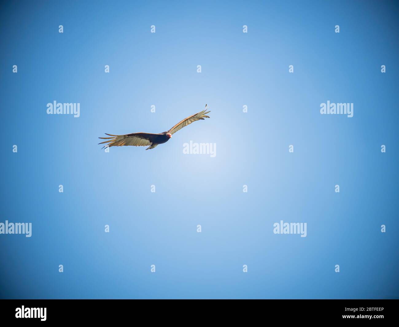 Nevada condor hi-res stock photography and images - Alamy