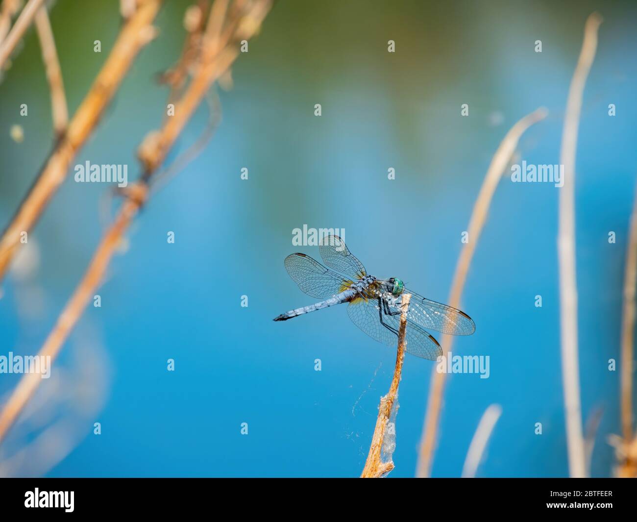 Invertebrate blue dasher hi-res stock photography and images - Alamy