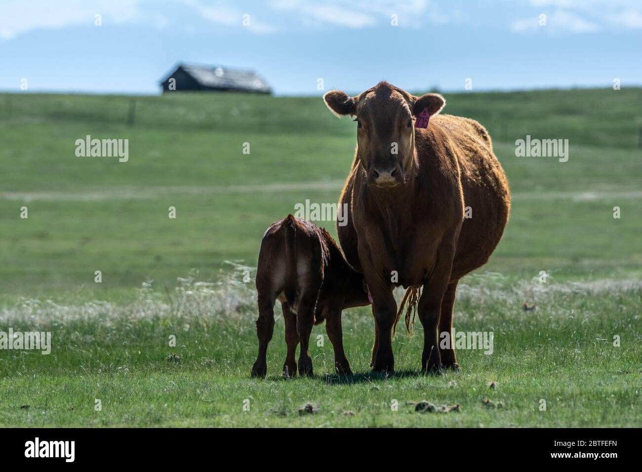 Lark Bunting (Calamospiza melanocorys) from Weld County, Colorado, USA ...