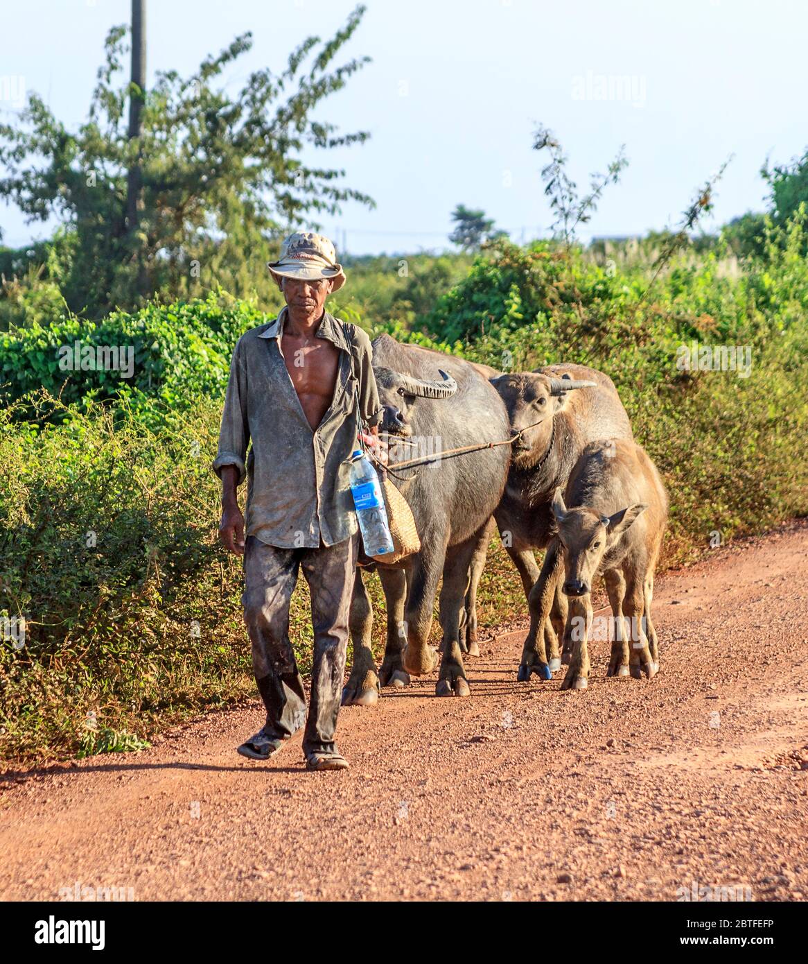 Man and water buffalo hi-res stock photography and images - Alamy
