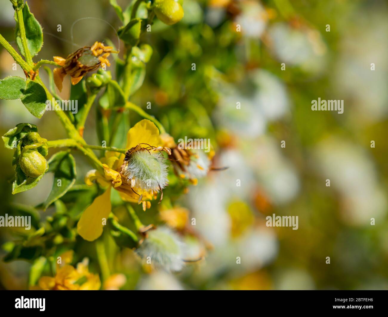 Creosote bush larrea tridentata chaparral hi-res stock photography and ...