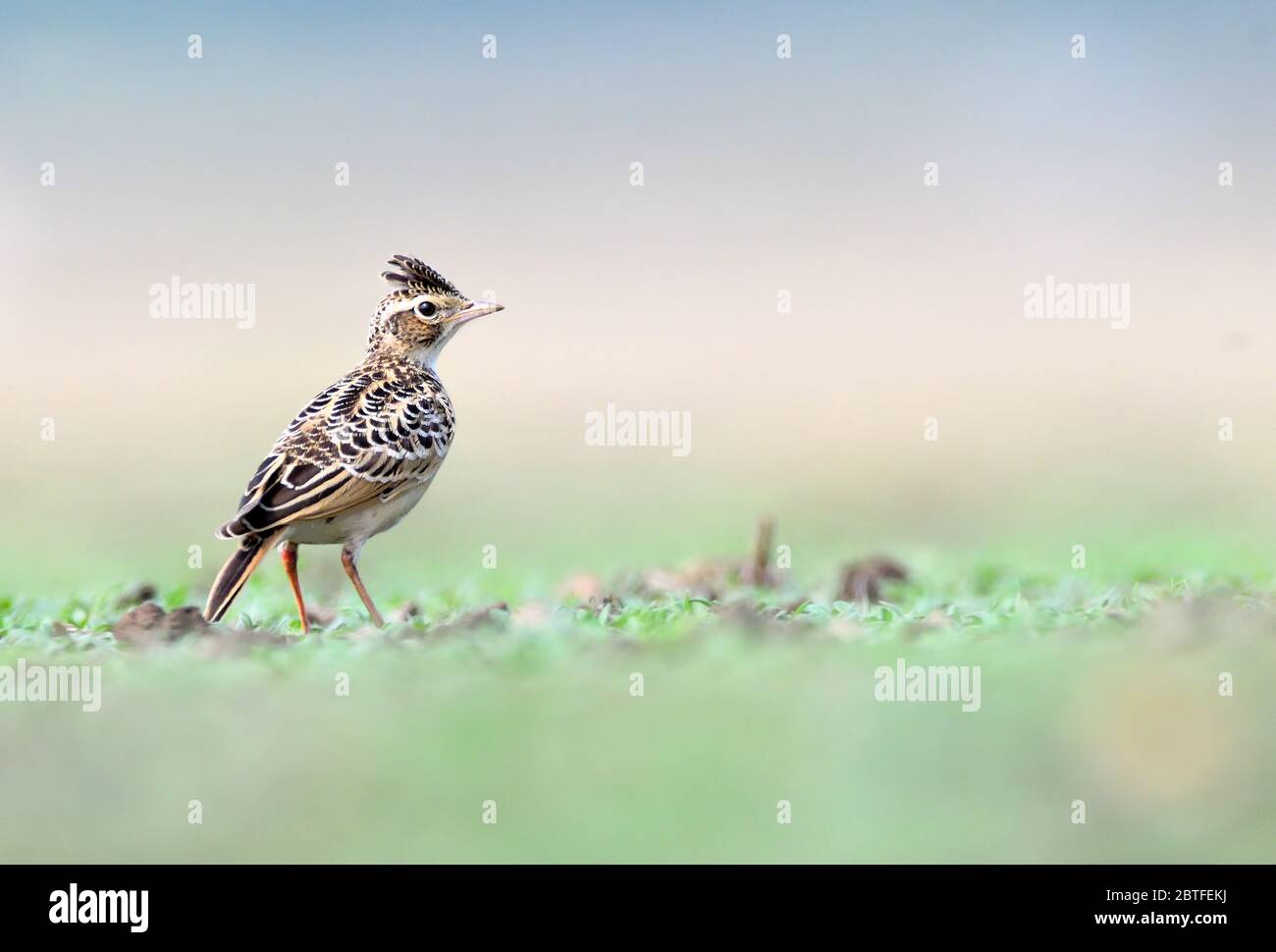 Lark bunting hi-res stock photography and images - Alamy