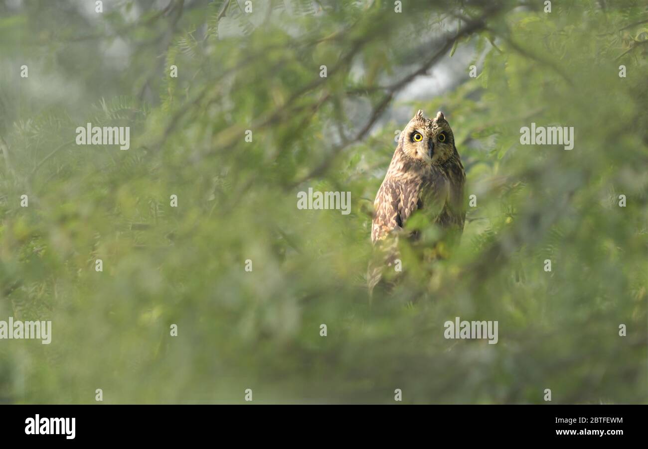 The short-eared owl is a species of typical owl. Owls belonging to ...