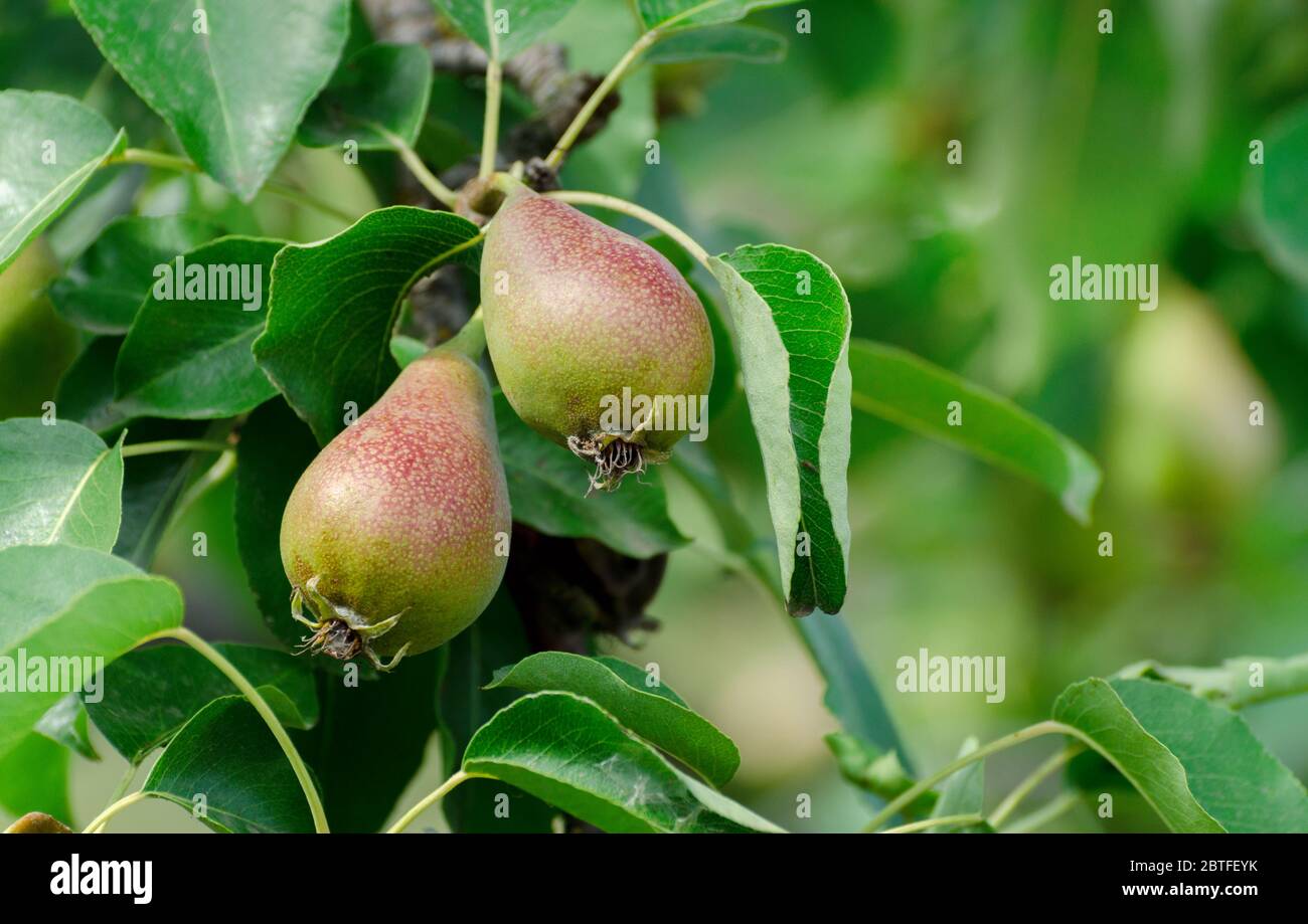 Two green pears grow in the garden among juicy foliage. Hello, Summer ...