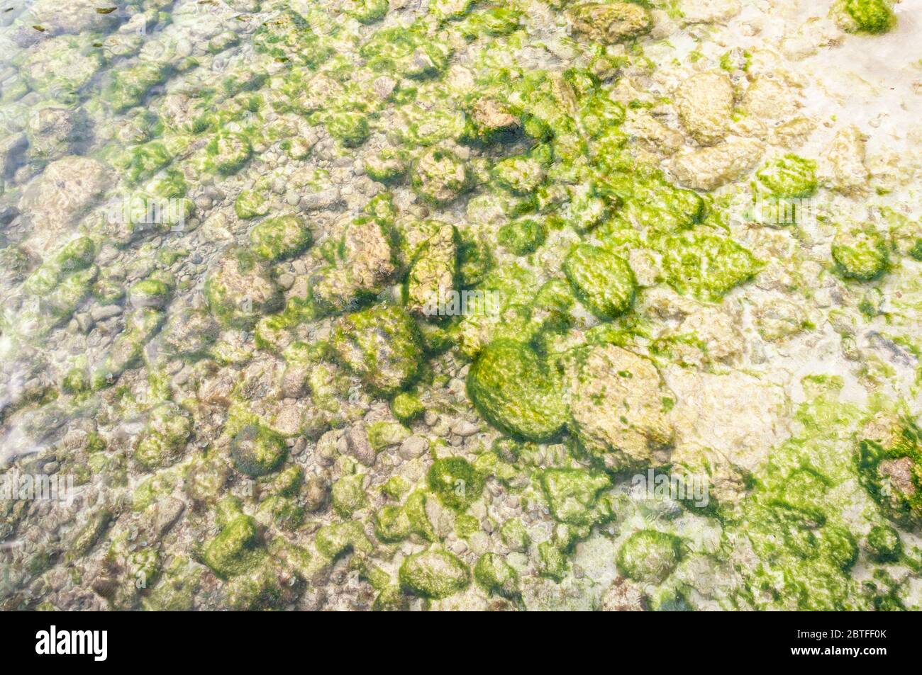 Rocks on a beach in Mallorca with green algae distorted by the movement ...