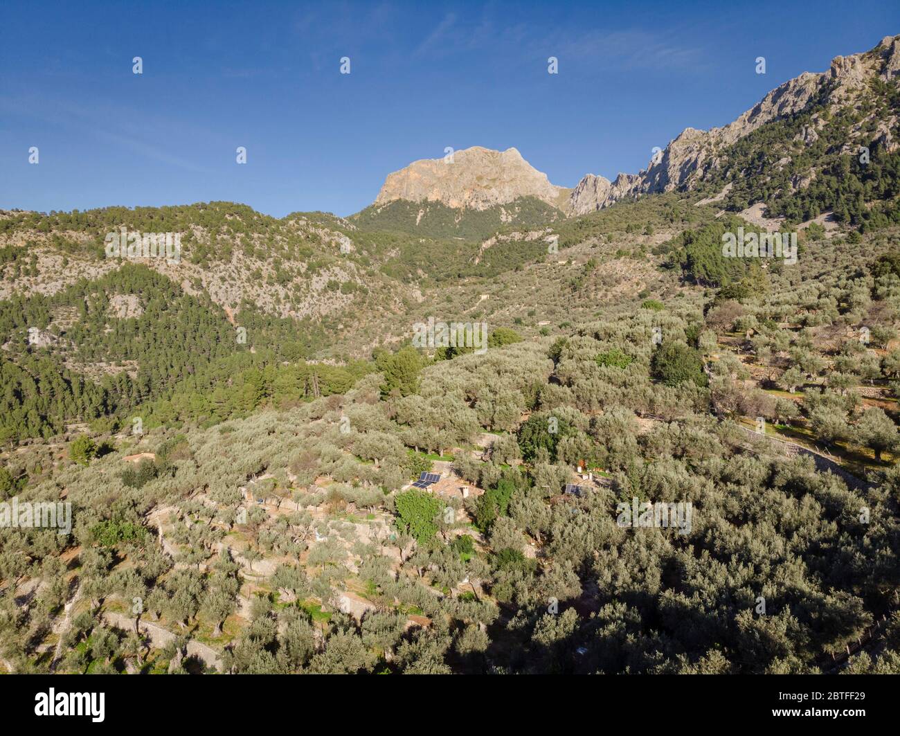olive grove, Fornalutx, Serra de Tramuntana, Mallorca, Balearic Islands ...