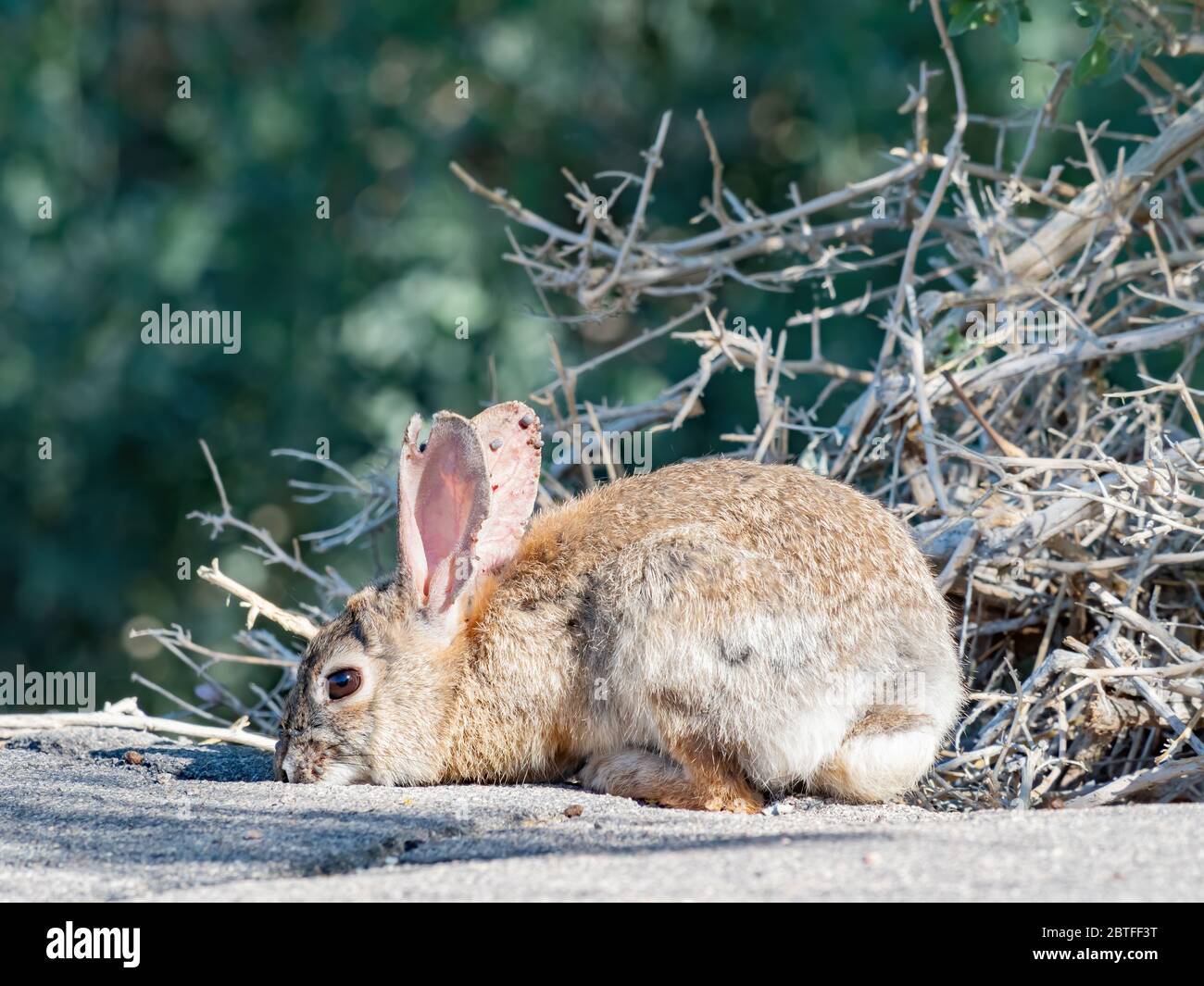 Audubons cottontail rabbits hi-res stock photography and images - Alamy