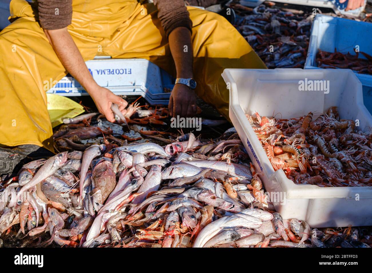 sailors selecting the fish, pesca de arrastre o pesca de bou, Andratx ...