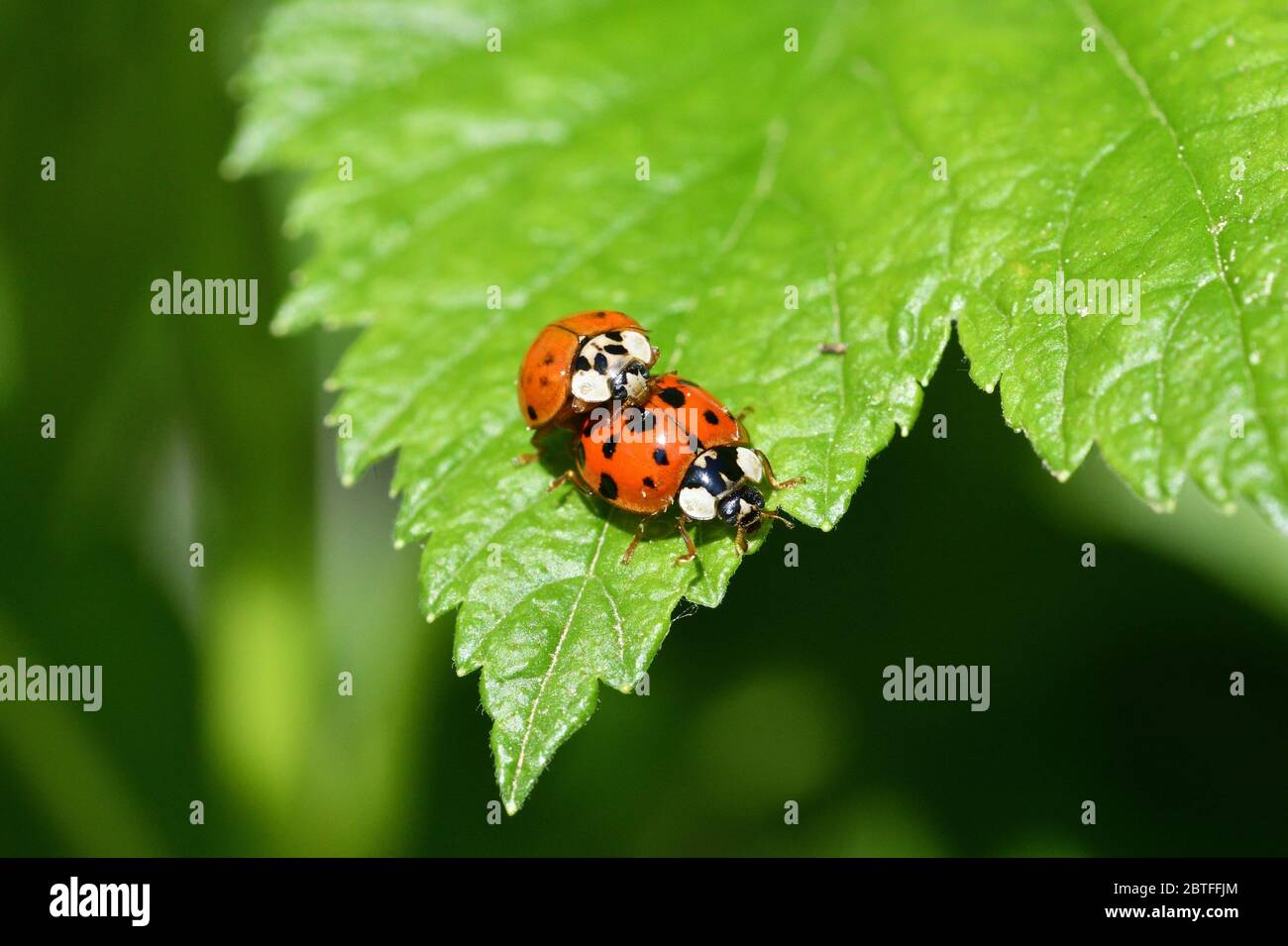 Ladybird mating in nature hi-res stock photography and images - Alamy