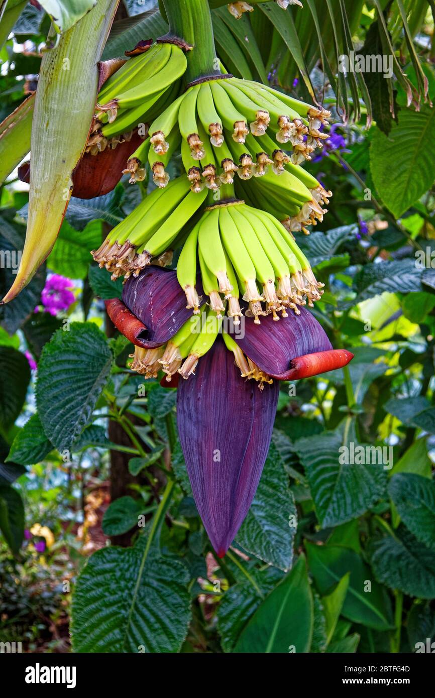bananas growing, bunches, bright green, purple inflorescence, textured ...