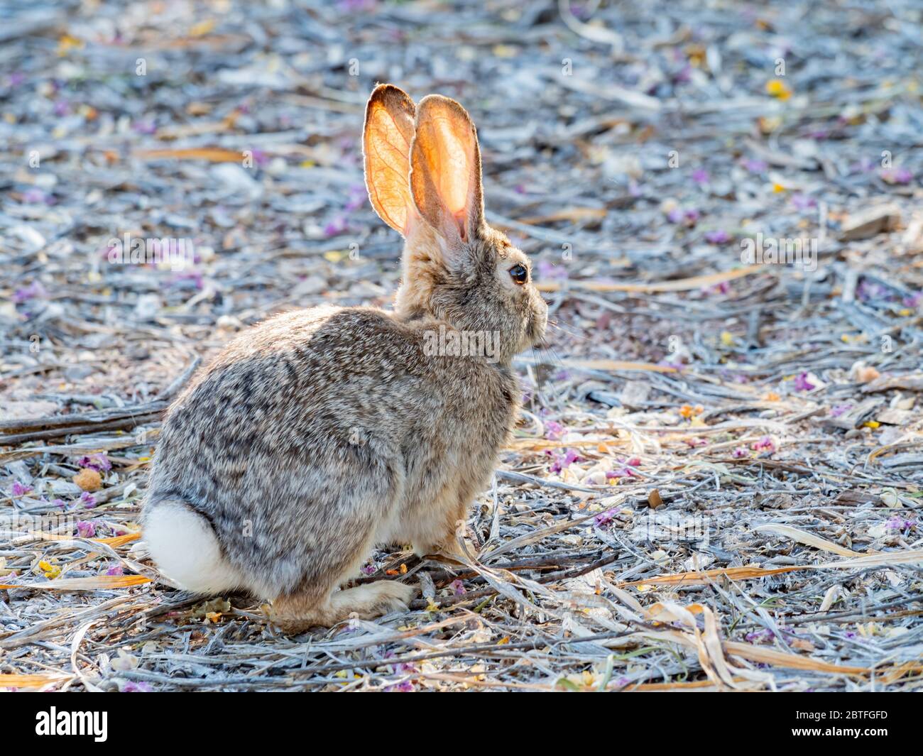 Audubons cottontail rabbits hi-res stock photography and images - Alamy