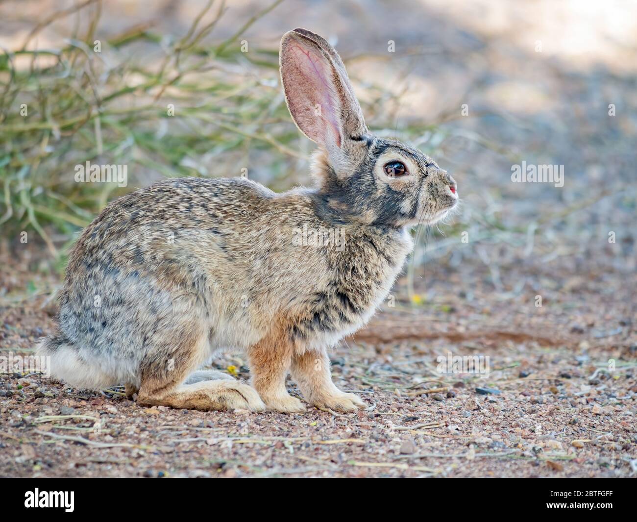 Audubons cottontail rabbits hi-res stock photography and images - Alamy