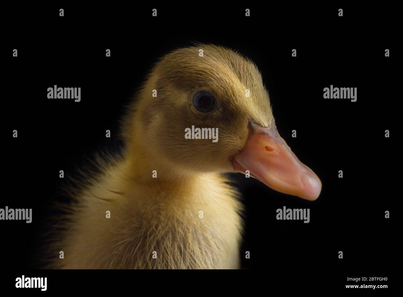 Close up Yellow duckling ( indian runner duck) isolated on Black ...