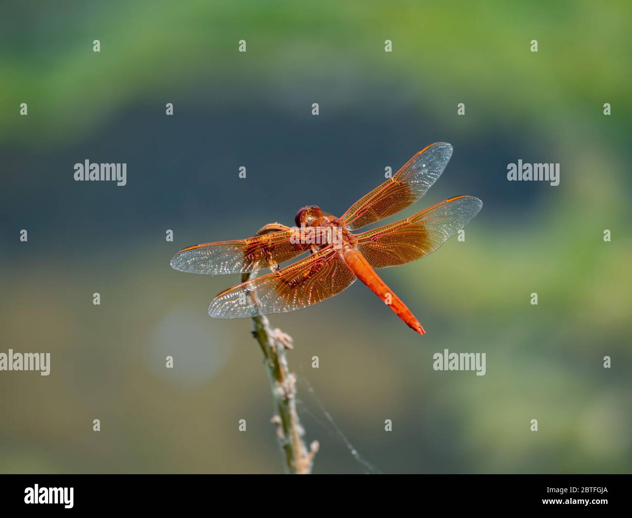 Flame skimmer hi-res stock photography and images - Alamy