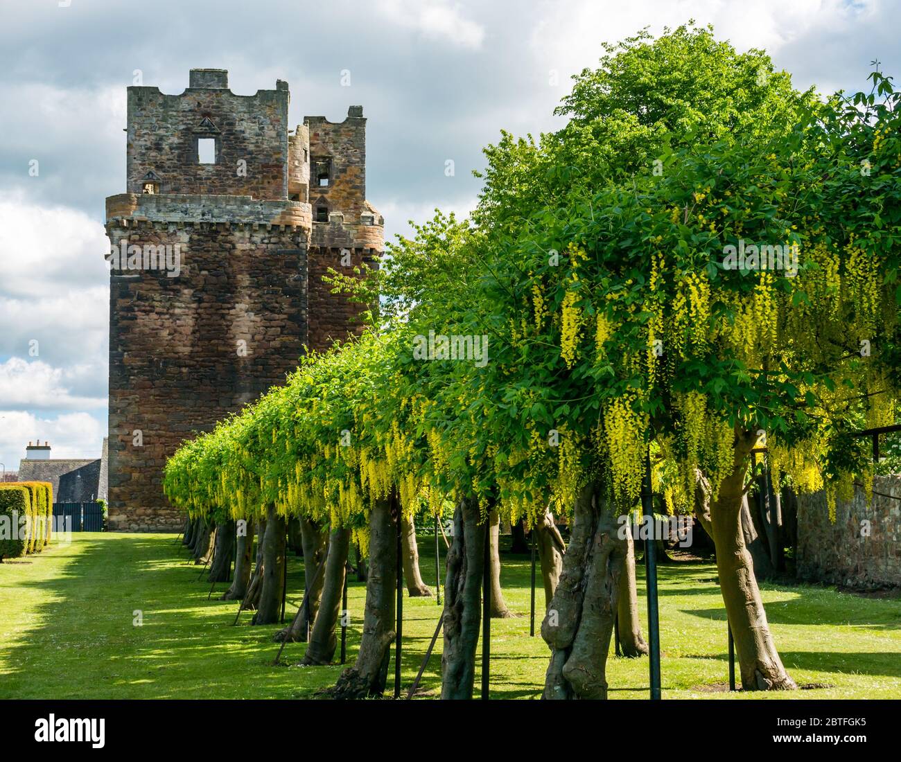 Laburnum arch hi-res stock photography and images - Alamy