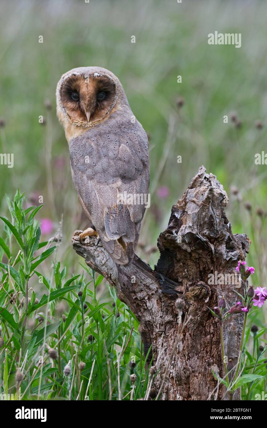 A black (melanistic) barn owl sat on a perch in the meadow area of the ...