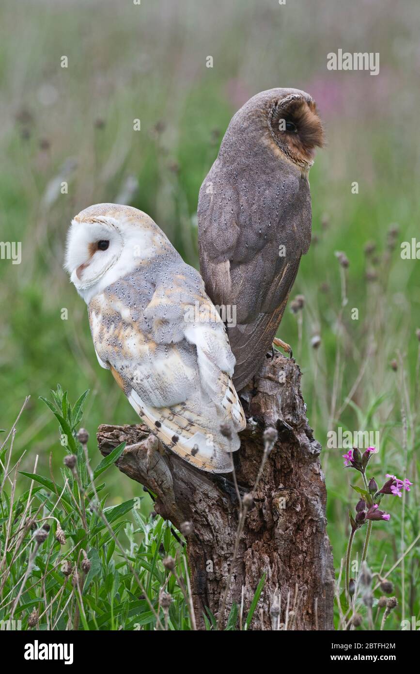 Melanistic Barn Owl