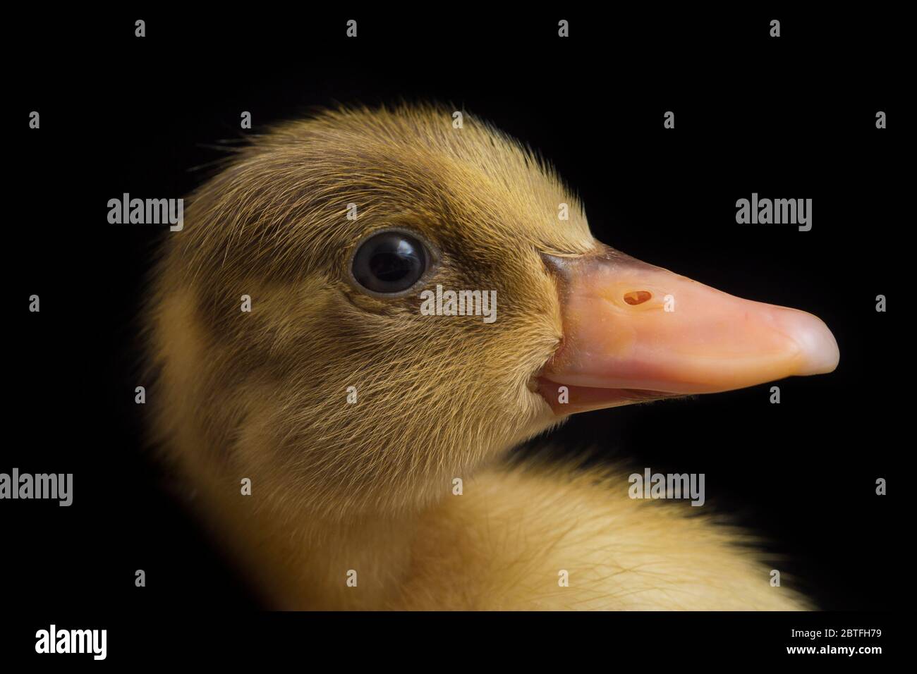 Black Indian Runner Duck