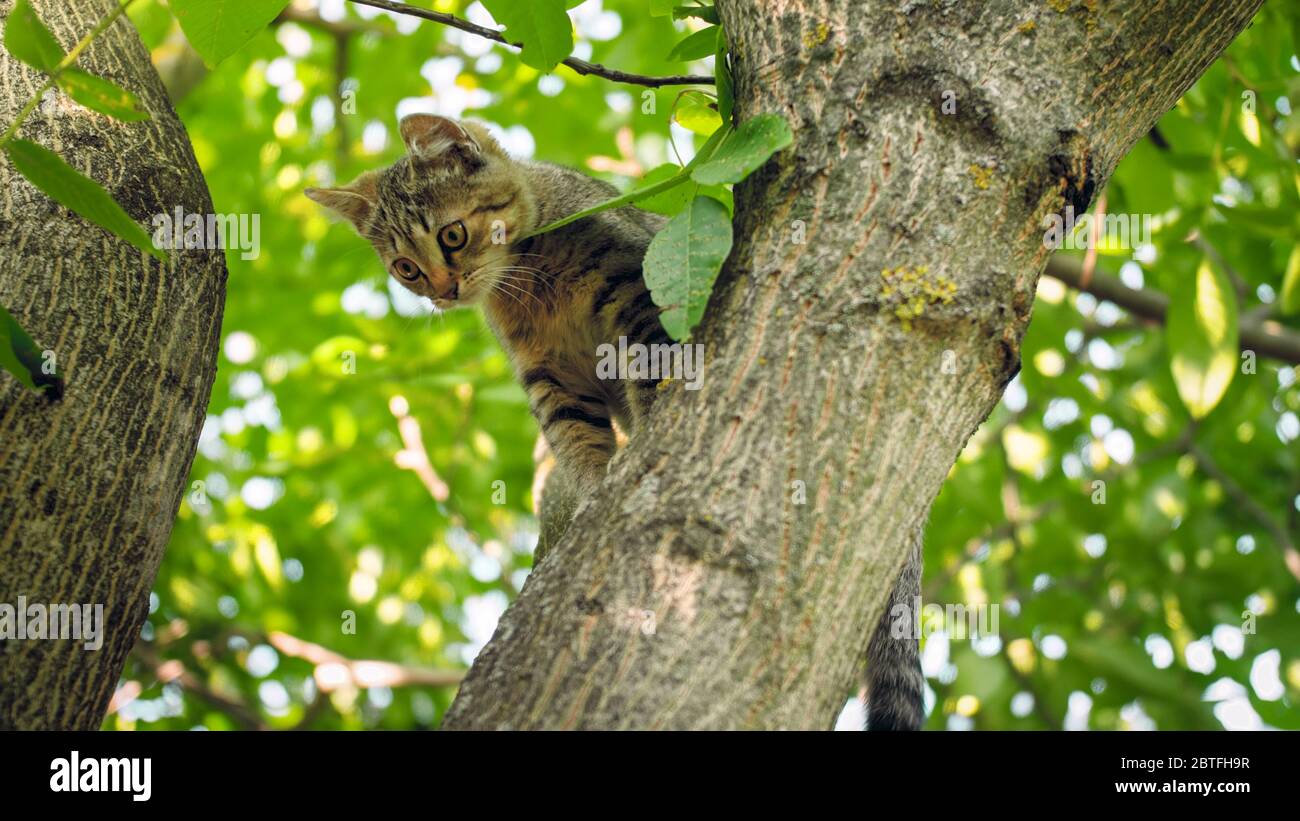 Rescue Cat Up Tree High Resolution Stock Photography and Images - Alamy
