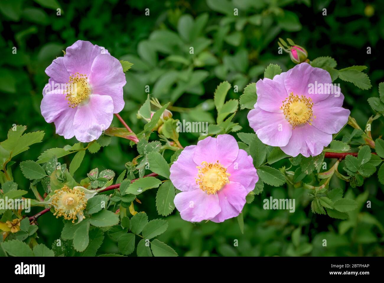 Rosa nutkana, Nootka rose, bristly wild rose, British Columbia, Canada ...