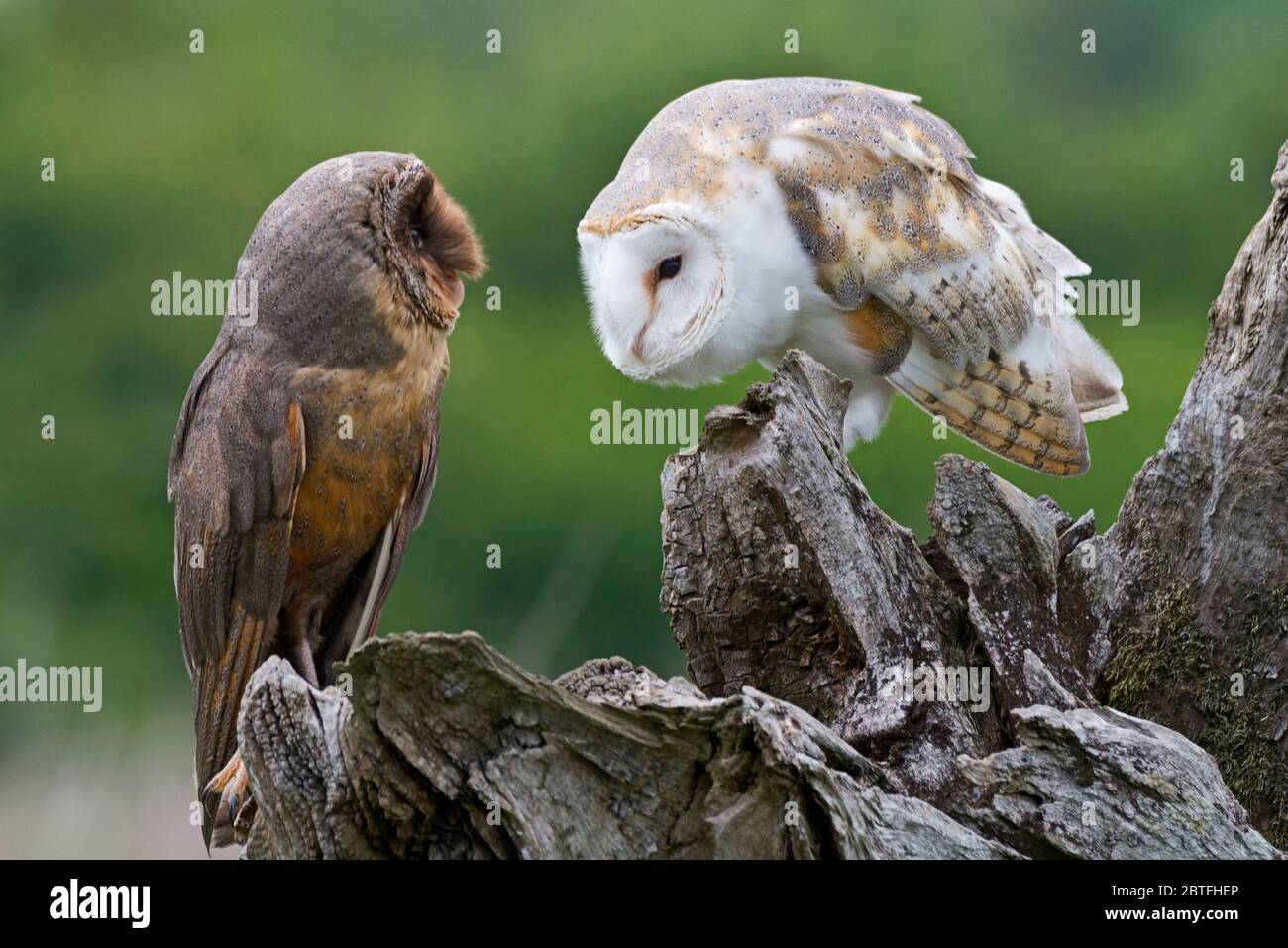 Black melanistic barn owl perched hi-res stock photography and images ...