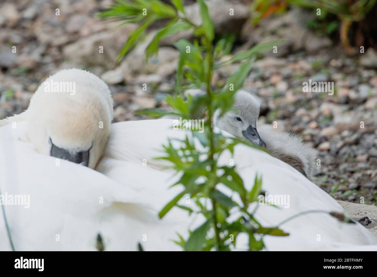 Cygnet Under Wing High Resolution Stock Photography and Images - Alamy