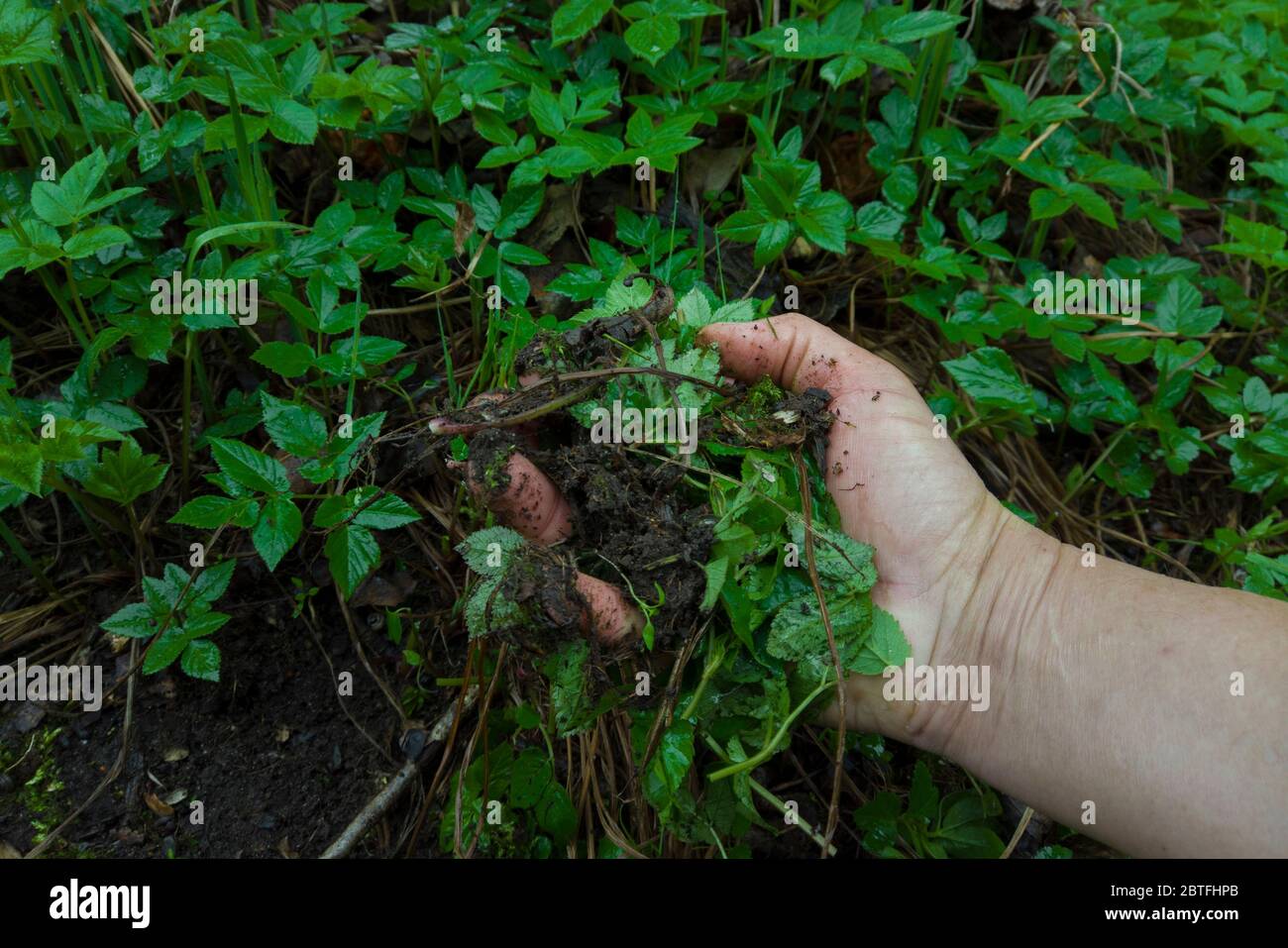 Dirty hand weeding, outdoor daytime close up shot Stock Photo - Alamy