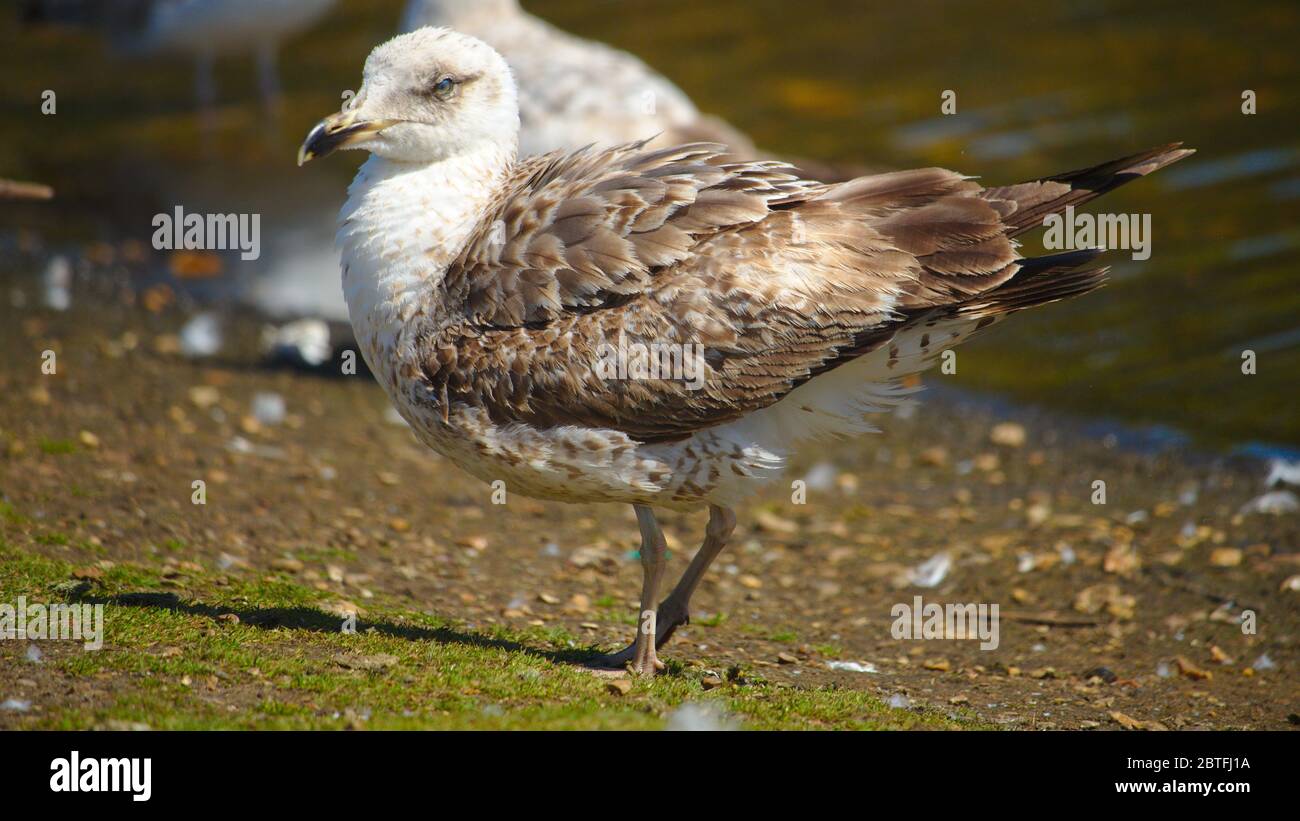 Seagull in London Stock Photo - Alamy