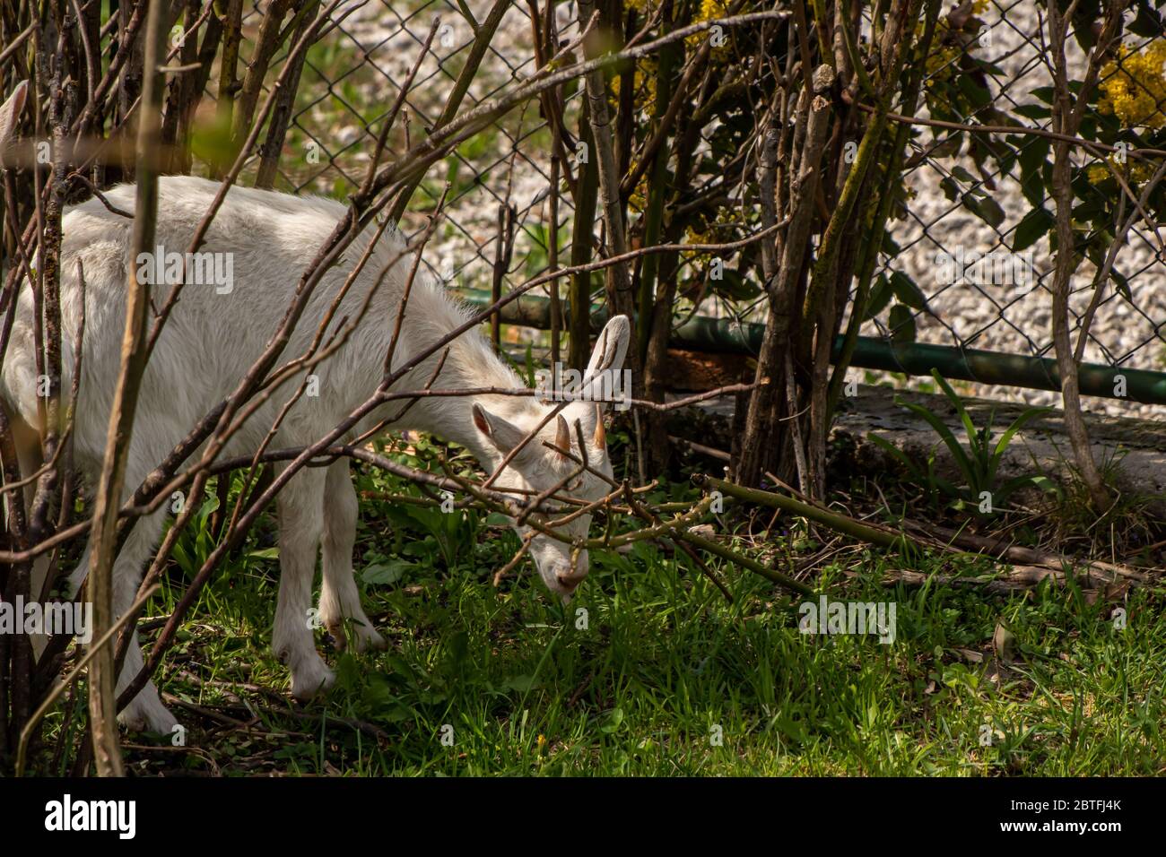 Small pretty domestic goat in branches Stock Photo - Alamy