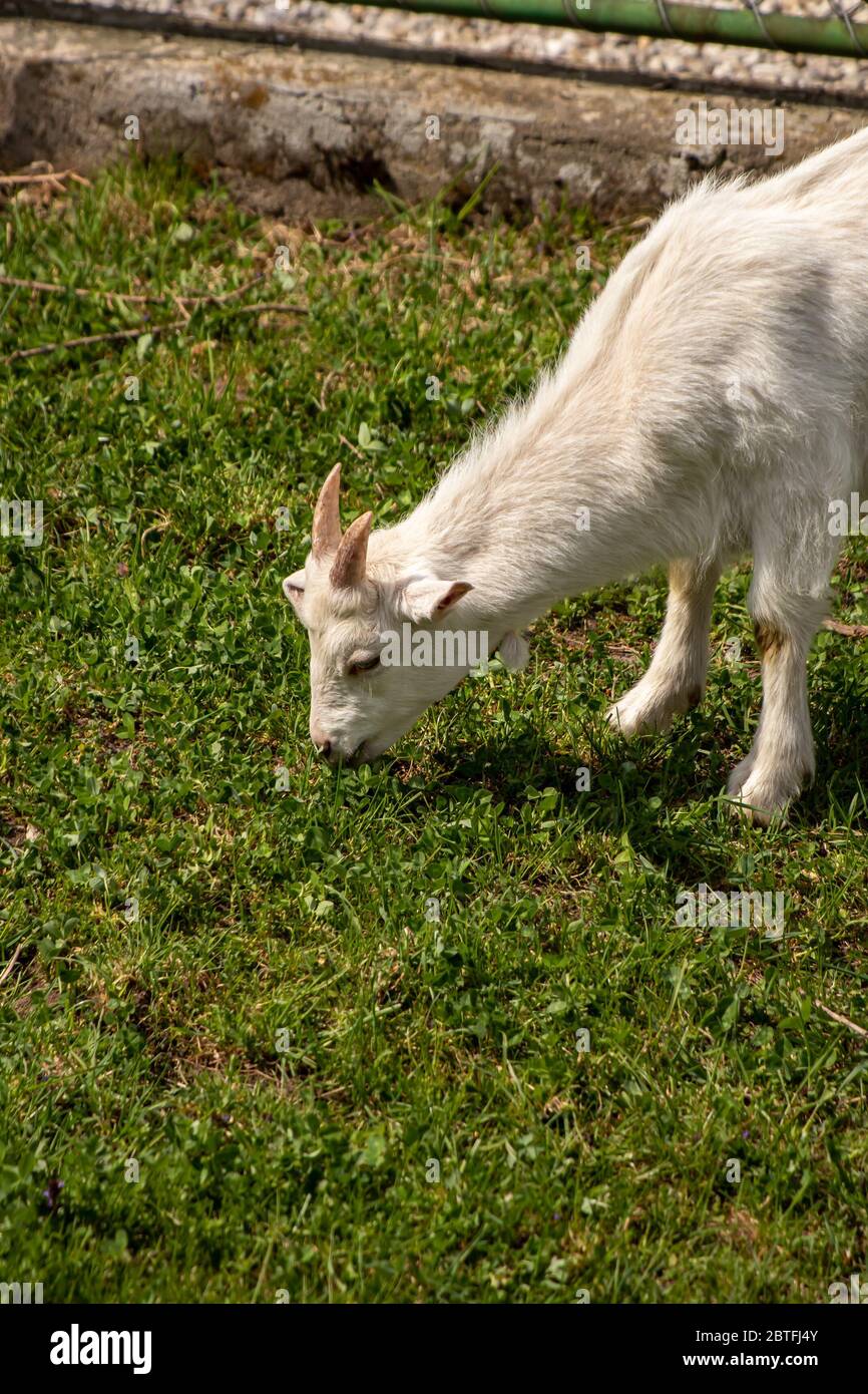 Small white domestic goat grazing, close up Stock Photo - Alamy