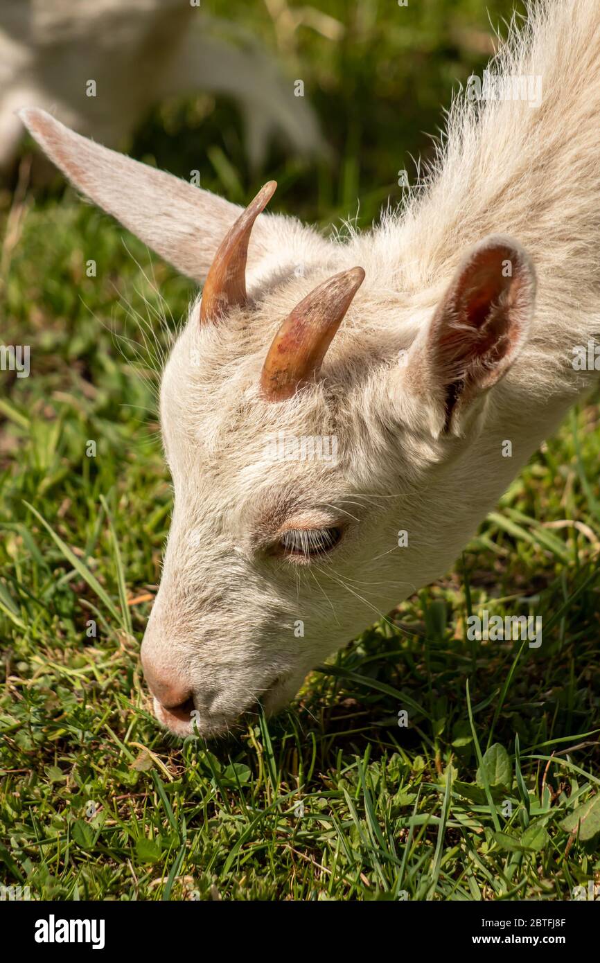 Small domestic goat on green field, head shoot Stock Photo - Alamy