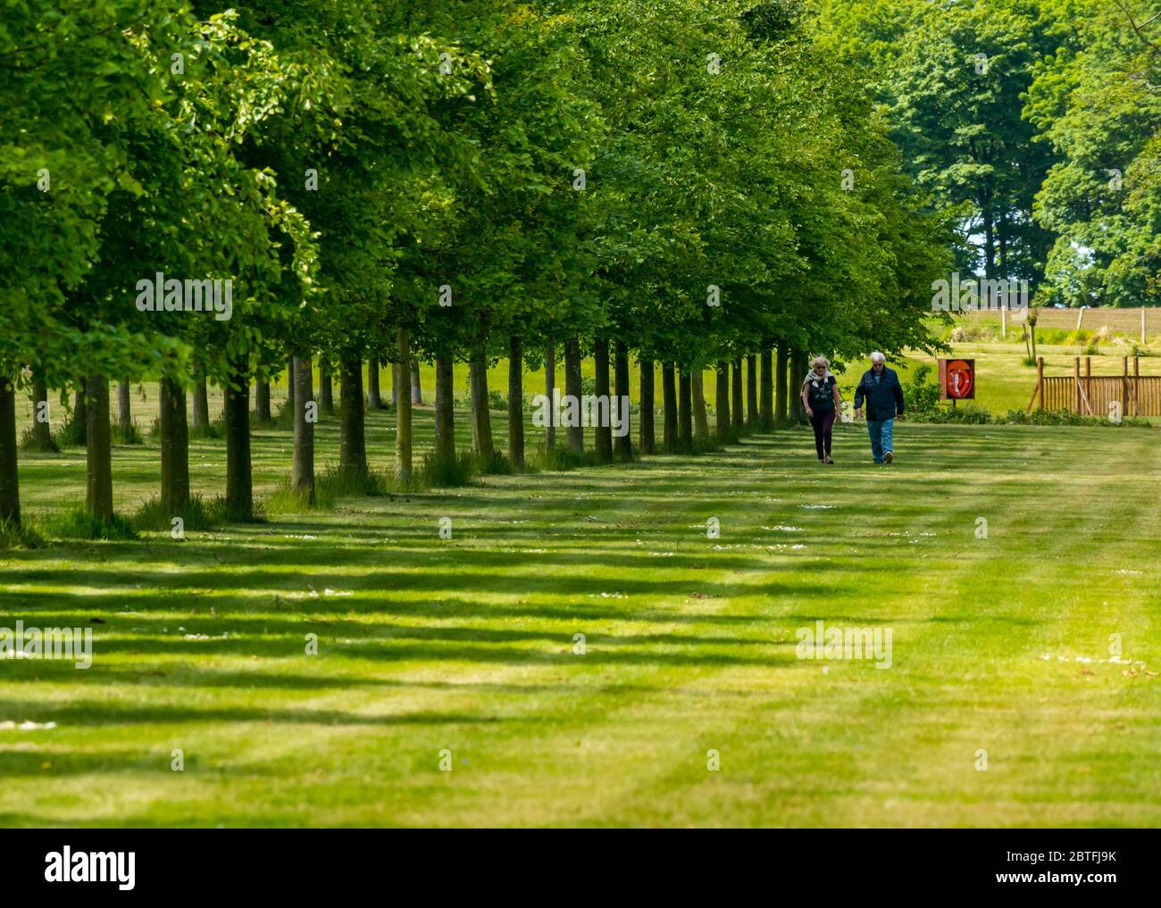 Rows of trees hi-res stock photography and images - Alamy
