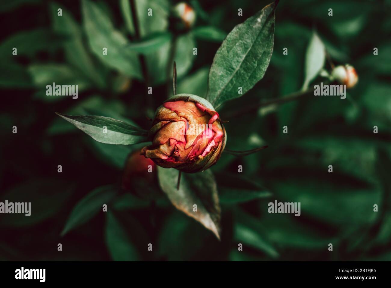 Peony | Baby peony Stock Photo - Alamy