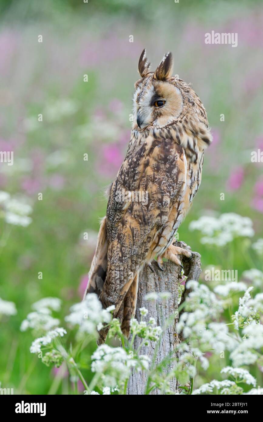 A long-eared owl sat on a perch in the meadow area of the Barn Owl ...