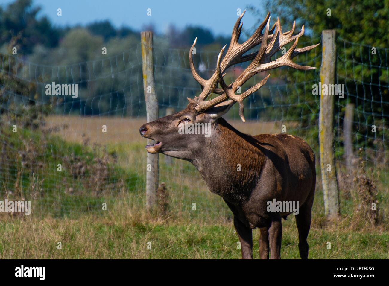 Nature ruminant show wildlife hi-res stock photography and images - Alamy
