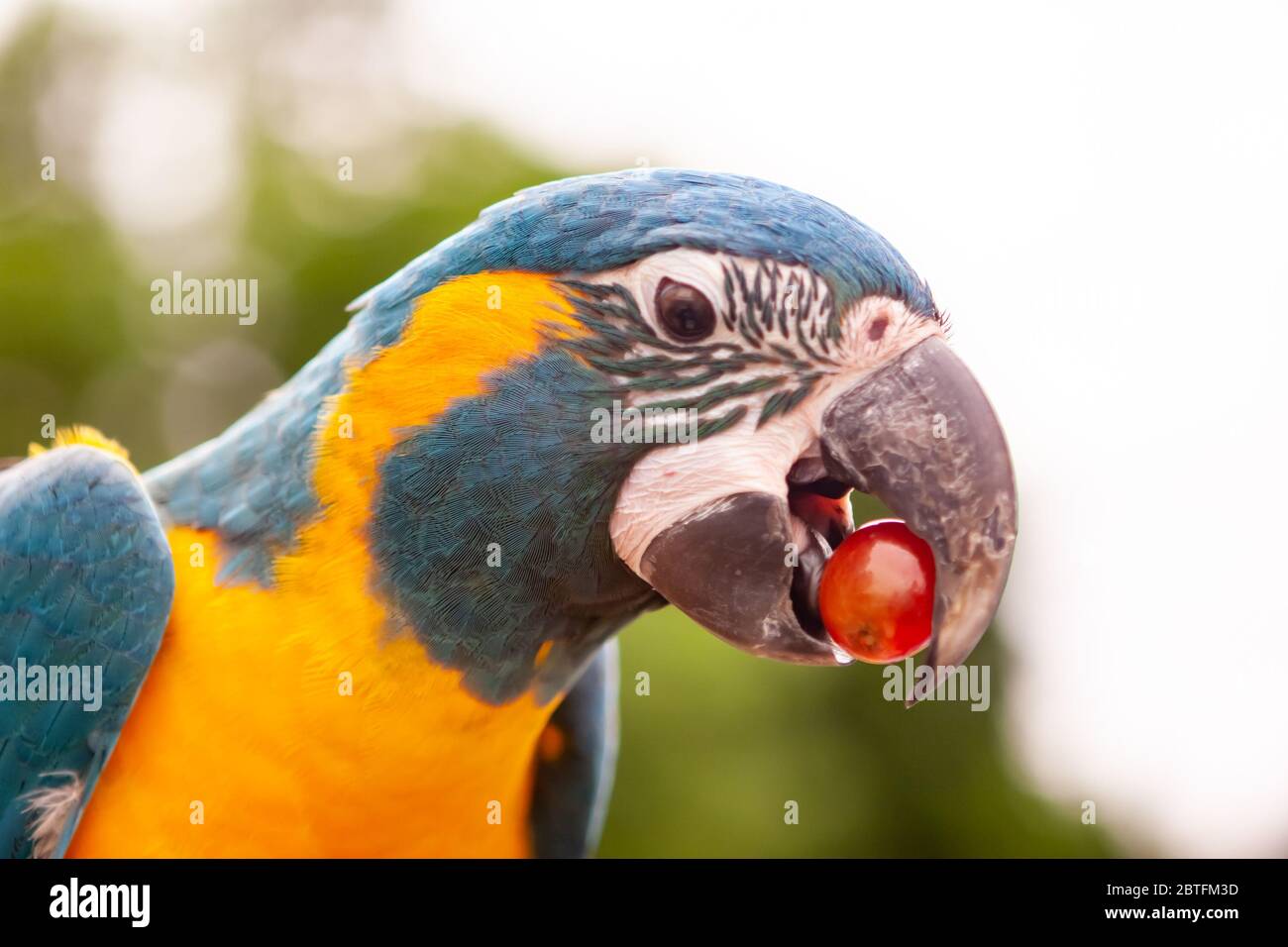 Green and yellow parrot. With a grape in its beak Stock Photo - Alamy