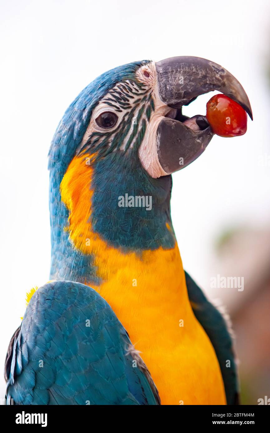 Green and yellow parrot. With a grape in its beak Stock Photo - Alamy