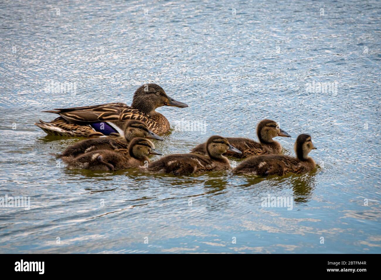 Ducklings following mother hi-res stock photography and images - Alamy